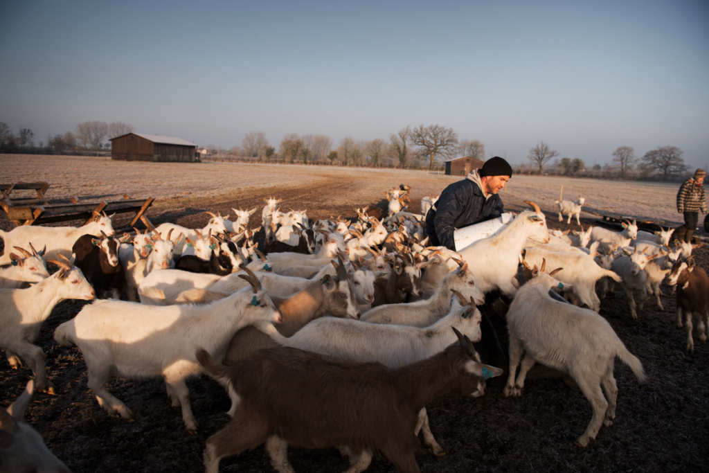 Keeping Goats - Beginners Goat Keeping Course with Cotswold Kid Meat